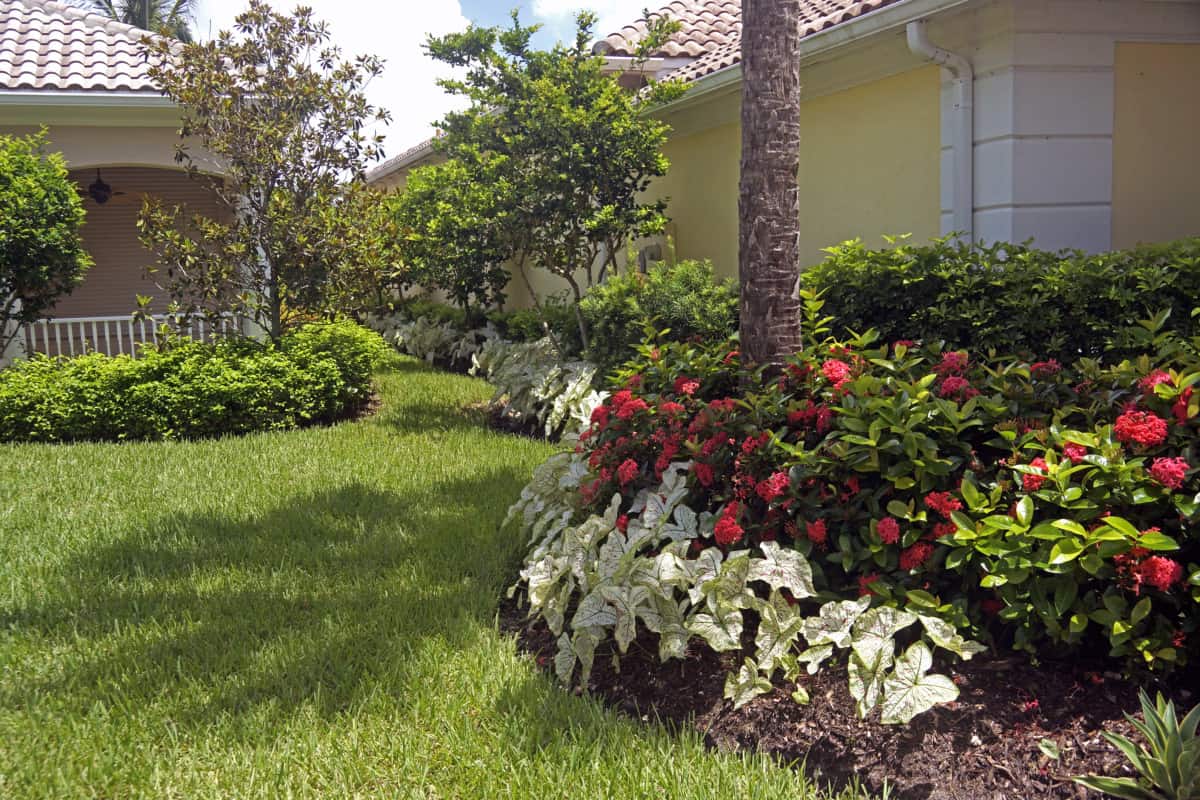 Plant Caladiums In Sun and Shade for Brilliant Color ⋆ Roots and Maps