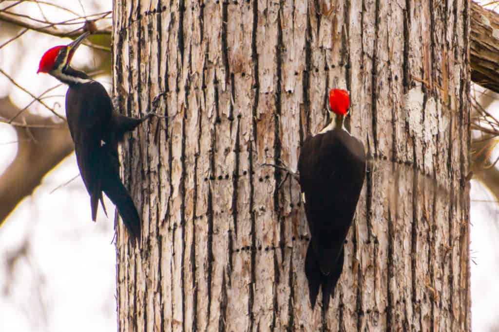 Old Florida-Corkscrew Swamp Sanctuary ⋆ RootsandMaps.com