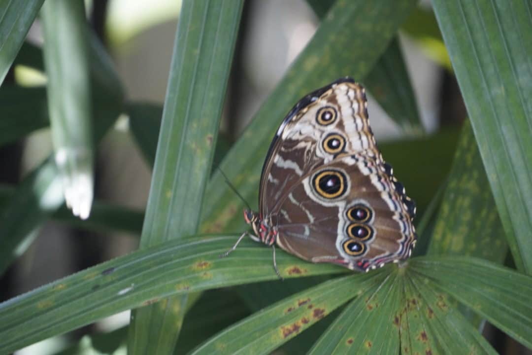 The Complete Guide to visiting Fairchild Tropical Botanical Garden ⋆ ...