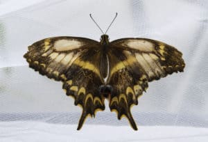 What the butterflies want! ⋆ Roots and Maps