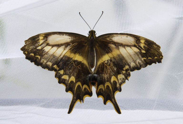 What the butterflies want! ⋆ Roots and Maps