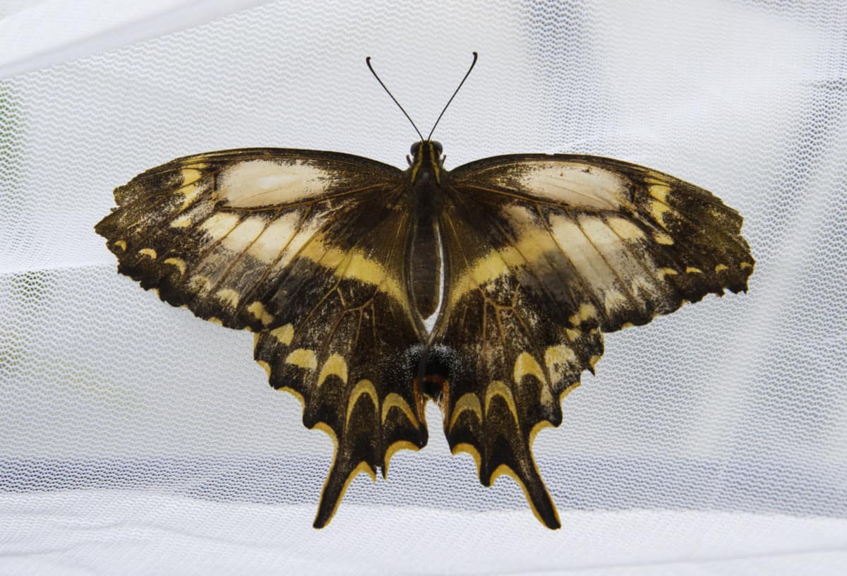 What the butterflies want! ⋆ Roots and Maps