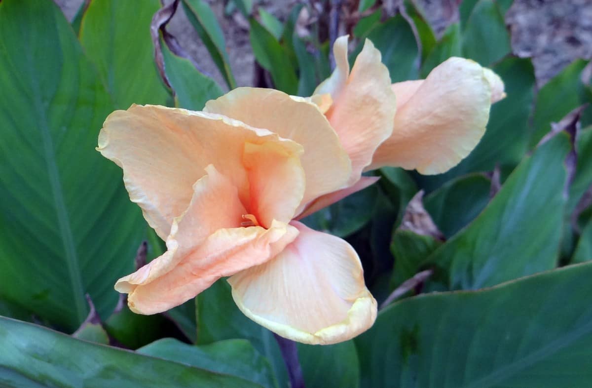 Canna Lily- An Exotic Accent For Any Garden ⋆ Roots and Maps