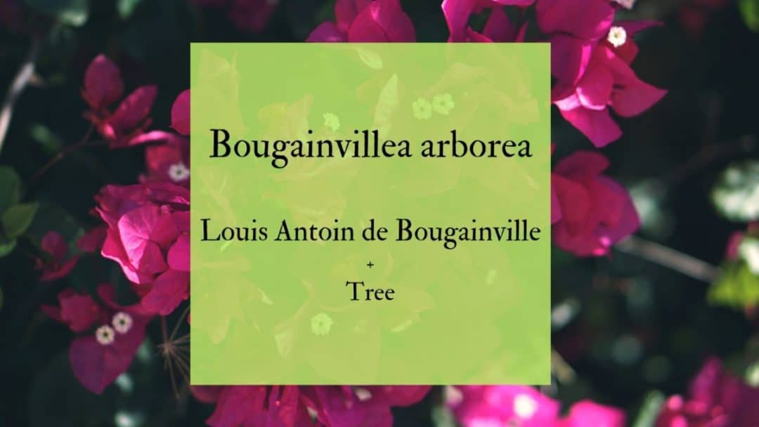 Latin for Gardeners-how to read & Remember Plant Names ⋆ Roots and Maps