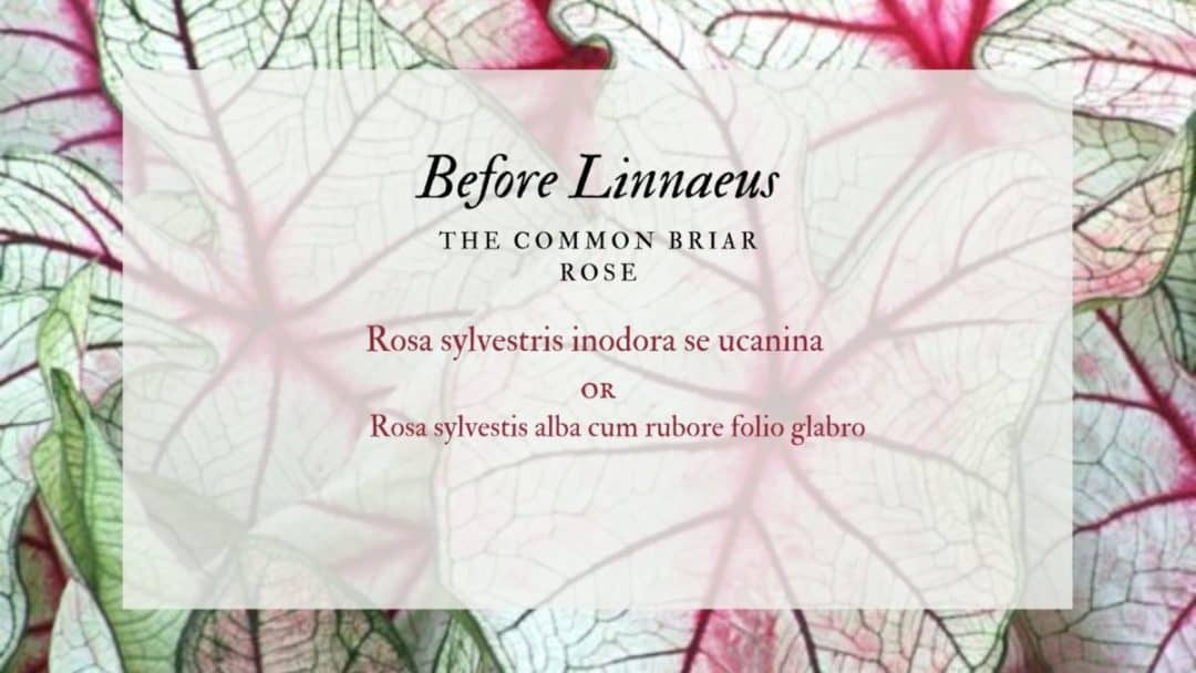 Latin for Gardeners-how to read & Remember Plant Names ⋆ Roots and Maps