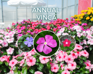 Every Day, Color- Annual Vinca In Your Garden) ⋆ Roots and Maps