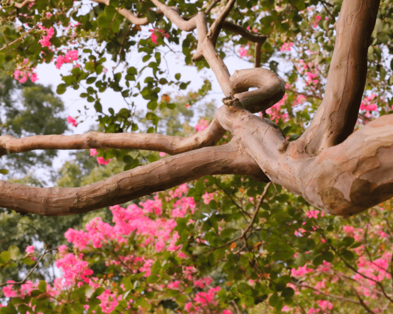 Here's How to Select and Grow Your New Crepe Myrtle ⋆ Roots and Maps