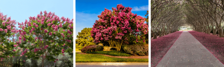 Here's How to Select and Grow Your New Crepe Myrtle ⋆ Roots and Maps