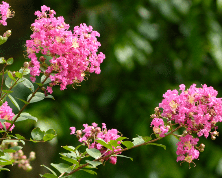 Here's How to Select and Grow Your New Crepe Myrtle ⋆ Roots and Maps
