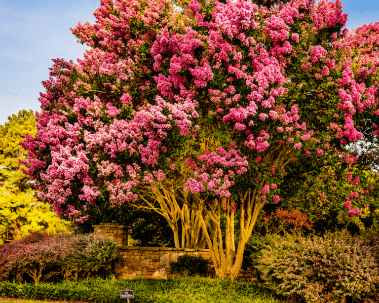 Here's How to Select and Grow Your New Crepe Myrtle ⋆ Roots and Maps