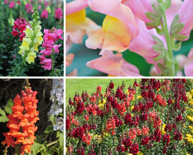 The Best Way To Grow Cool Season Snapdragons ⋆ Roots and Maps