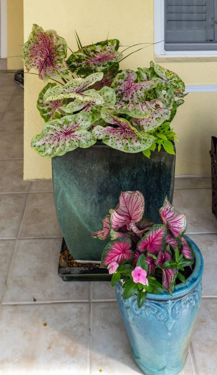 Water-Wise Container Gardening: 10 Smart Ideas for Healthier Plants ⋆ ...