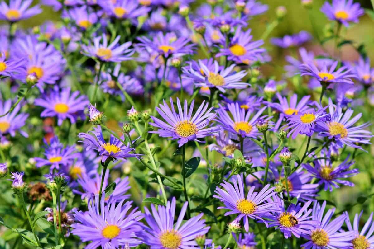 Stars in the garden-Aster, the Michaelmas Daisy ⋆ Roots and Maps