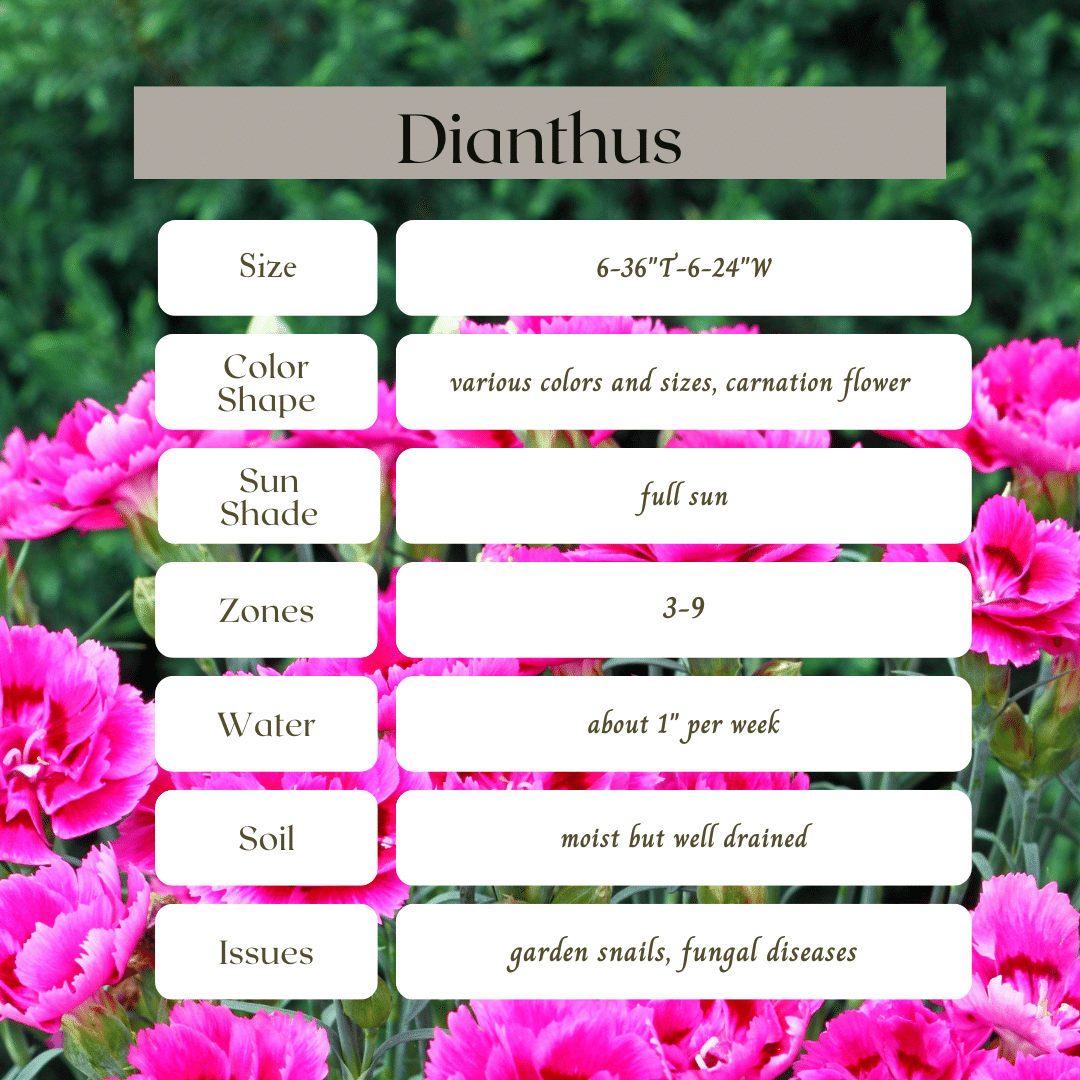 How to Grow Dianthus-With Important Varieties To Plant ⋆ Roots and Maps