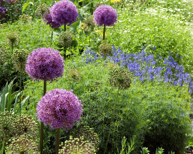 How to Grow Ornamental Allium-waving globes of color ⋆ Roots and Maps