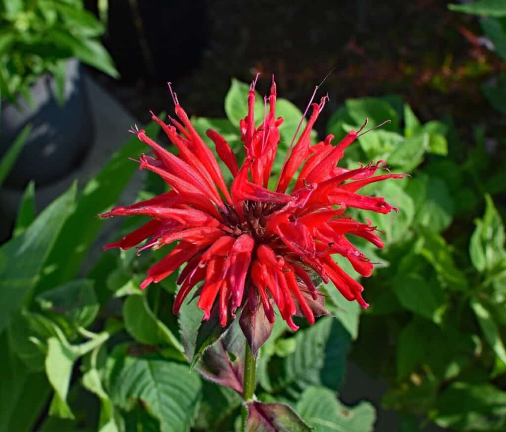Bee Balm-a perennial to plant in Spring or Early fall ⋆ RootsandMaps.com