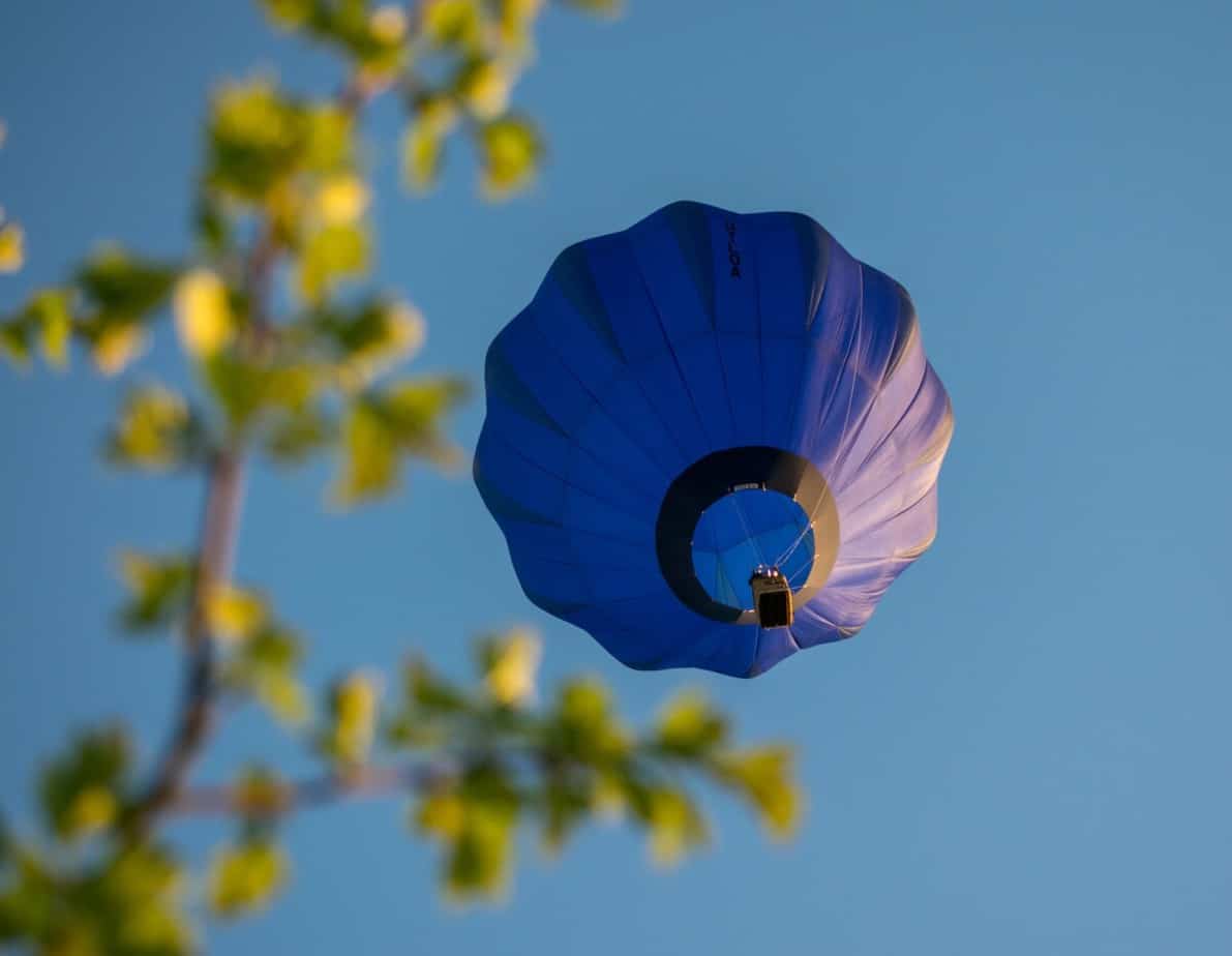 The Whimsical Blue Balloon Flower ⋆ Roots and Maps