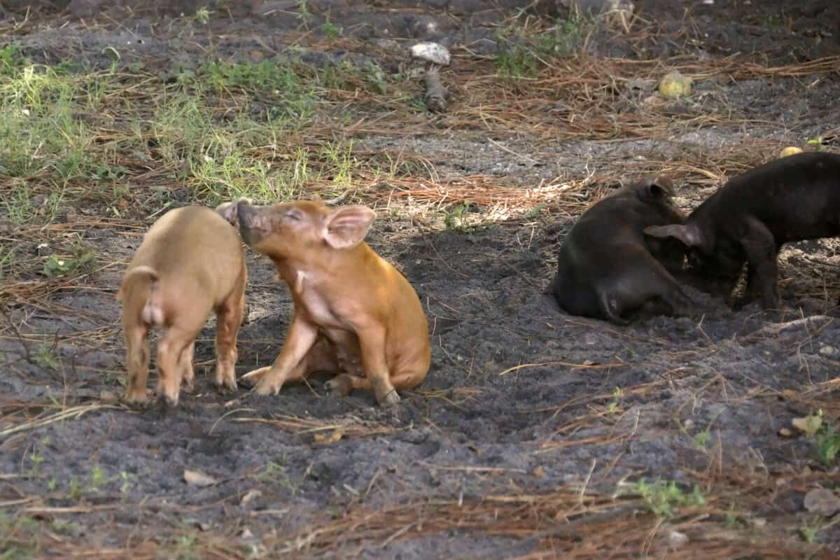 It's November in the South Florida Garden ⋆ Roots and Maps