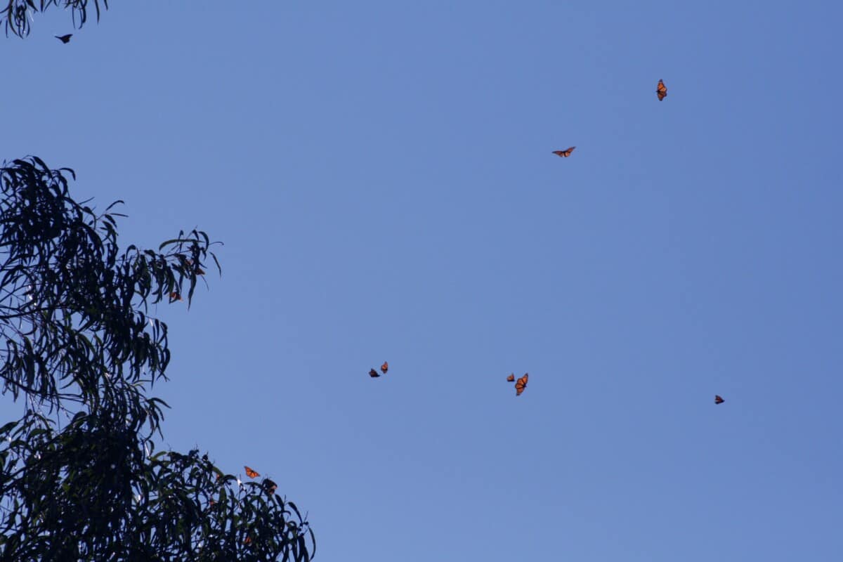 The Monarch Butterfly Migration: A Species Survival ⋆ Roots and Maps