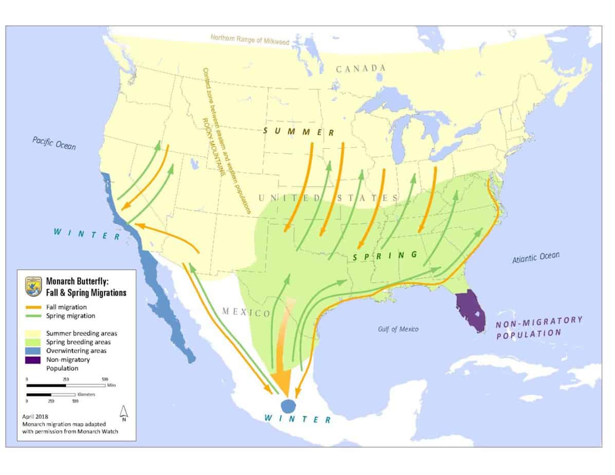 The Monarch Butterfly Migration: A Species Survival ⋆ Roots and Maps