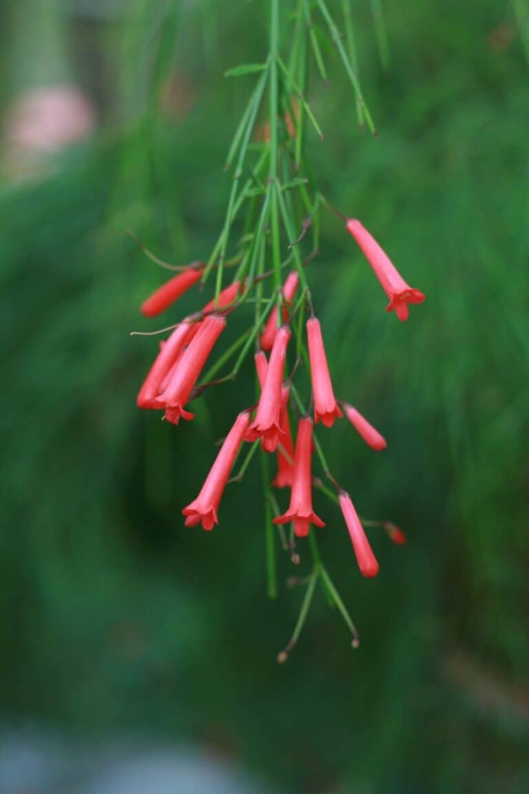 It's November in the South Florida Garden ⋆ Roots and Maps
