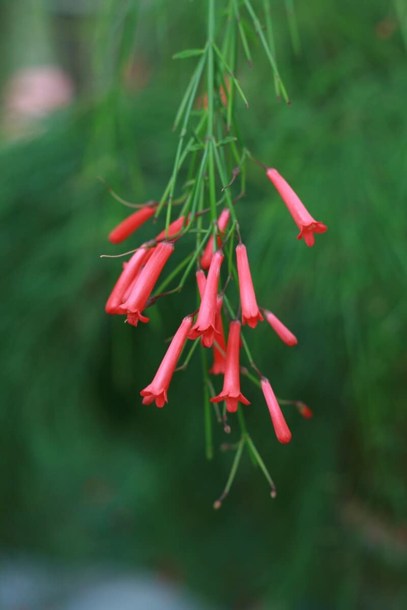 It's November in the South Florida Garden ⋆ Roots and Maps