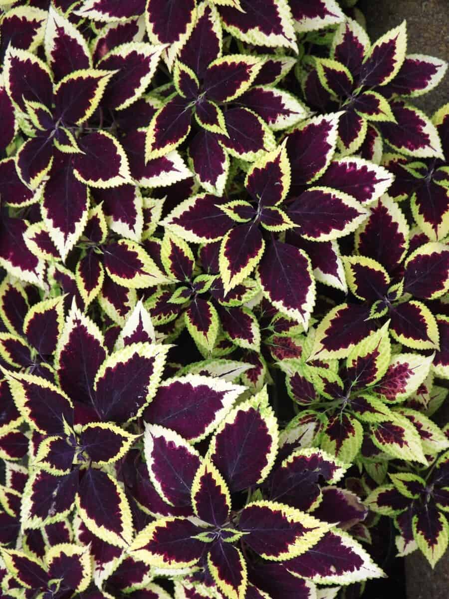 How To Plant Coleus For More And Better Plants ⋆ Roots and Maps