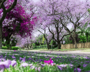 Where to Grow a Jacaranda Tree ⋆ Roots and Maps