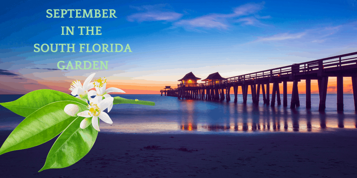September 2021 in the South Florida Garden-What's in Bloom? -What to ...