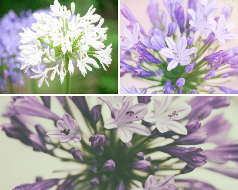 How to Grow Dramatic Agapanthus in Containers and Pots ⋆ Roots and Maps