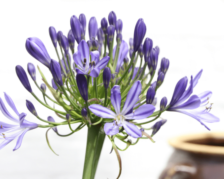 How to Grow Dramatic Agapanthus in Containers and Pots ⋆ Roots and Maps