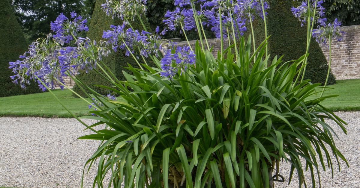 How to Grow Dramatic Agapanthus in Containers and Pots ⋆ Roots and Maps
