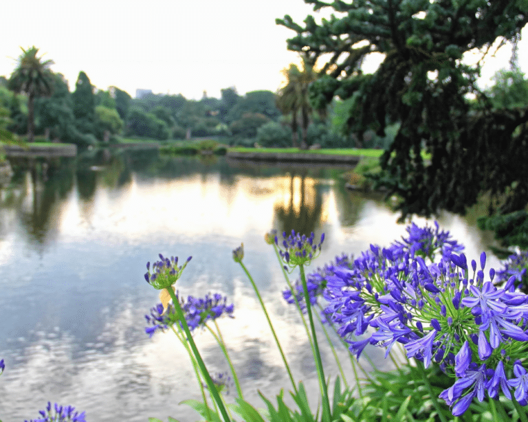 How to Grow Dramatic Agapanthus in Containers and Pots ⋆ Roots and Maps