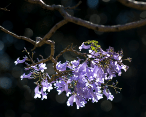Where to Grow a Jacaranda Tree ⋆ Roots and Maps