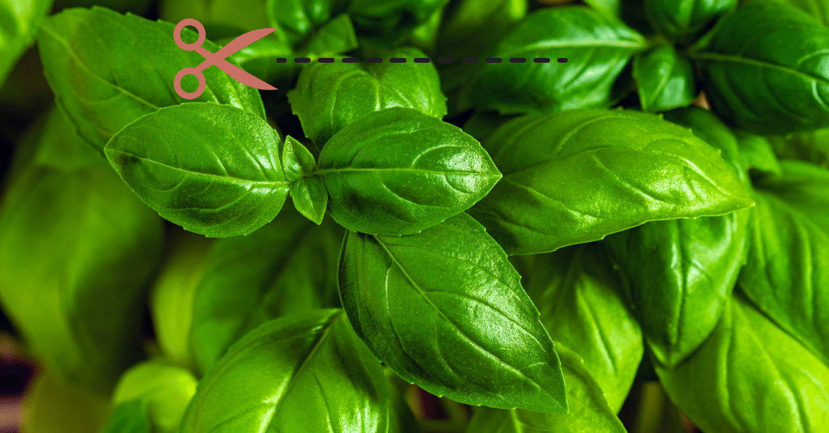 Here's a Proven Way to Harvest Your Basil All Year ⋆ Roots and Maps