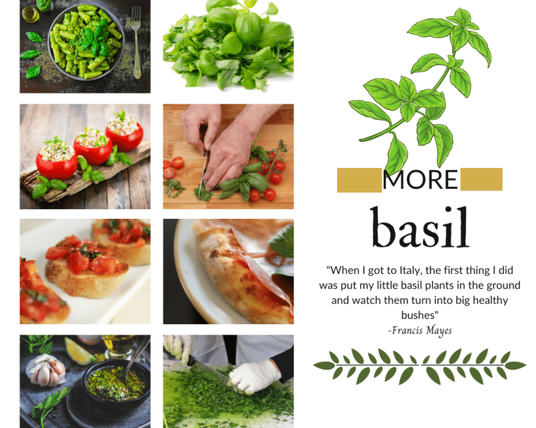 How to Use Your Bounty of Basil ⋆ Roots and Maps