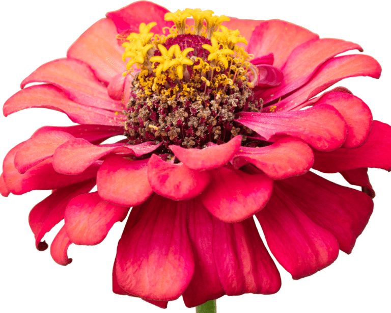 Easy Zinnias: Proven Tips for Vibrant Color All Summer ⋆ Roots and Maps