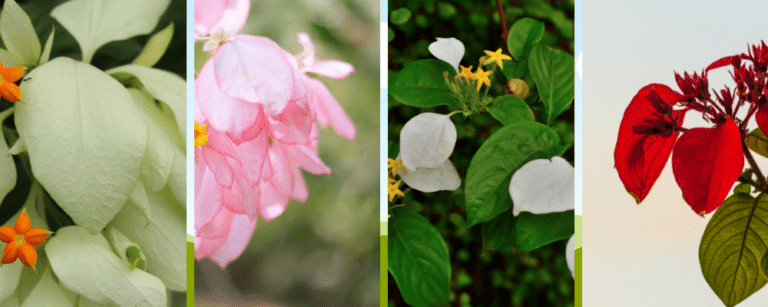 Mussanenda Plants: Grow A Luxuriant Tropical Dogwood! ⋆ Roots and Maps