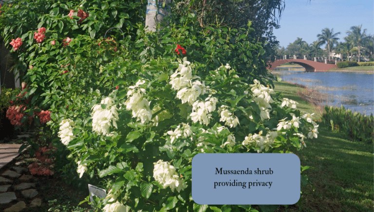 Mussanenda Plants: Grow A Luxuriant Tropical Dogwood! ⋆ Roots and Maps