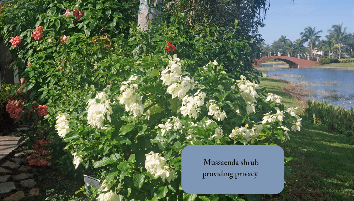 Mussanenda Plants: Grow A Luxuriant Tropical Dogwood! ⋆ Roots and Maps