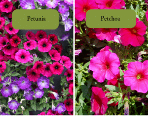 How to Grow A Blooming Florida Garden: A Regional Guide For North ...