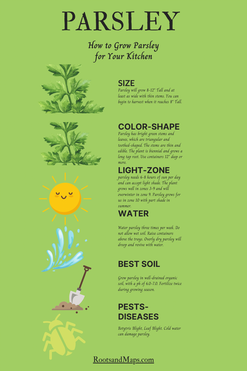Sage Advice About Herbs: Parsley, from Garden to Kitchen ⋆
