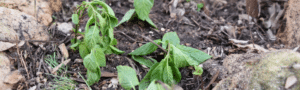 'Some Like It HOT!-Measure Heat In The Garden ⋆ Roots and Maps