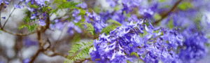 The One Dwarf Jacaranda Tree For Your Compact Garden ⋆ Roots and Maps