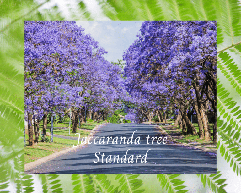 The One Dwarf Jacaranda Tree For Your Compact Garden ⋆ Roots and Maps