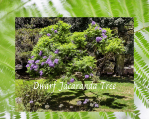 The One Dwarf Jacaranda Tree For Your Compact Garden ⋆ Roots and Maps