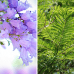The One Dwarf Jacaranda Tree For Your Compact Garden ⋆ Roots and Maps