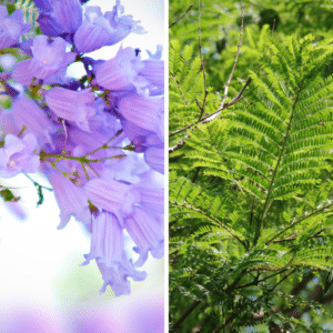 The One Dwarf Jacaranda Tree For Your Compact Garden ⋆ Roots and Maps