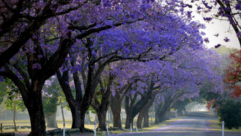 Home ⋆ Roots and Maps