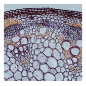 Water The Garden-Not The Plants ⋆ Roots and Maps